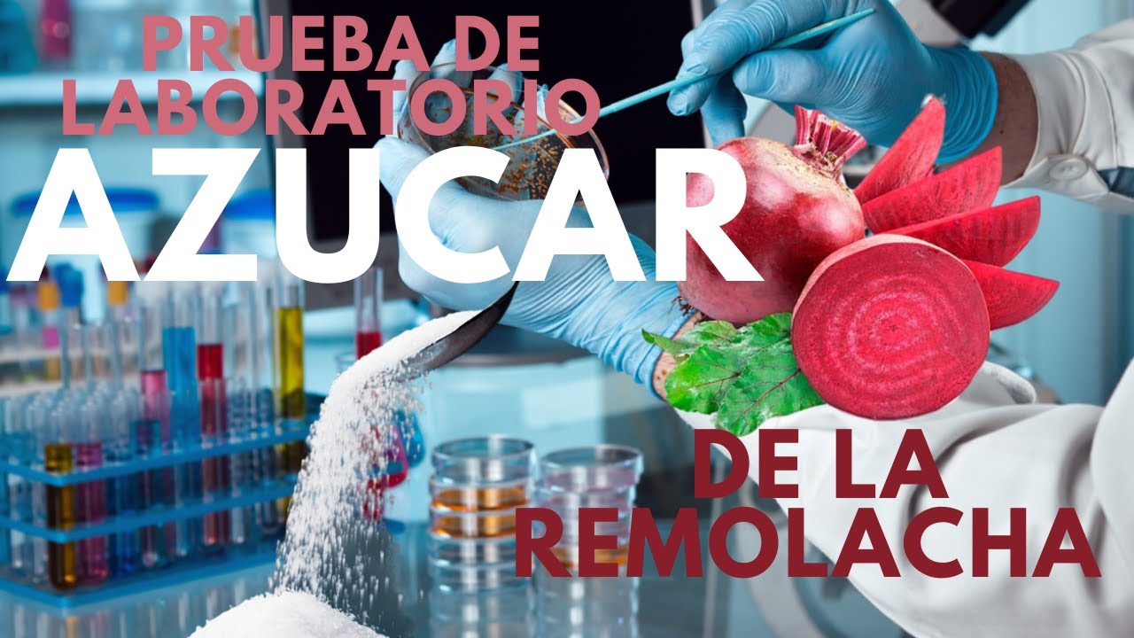 Extracción de azúcar de la Remolacha I PRUEBA EXPERIMENTAL - YouTube