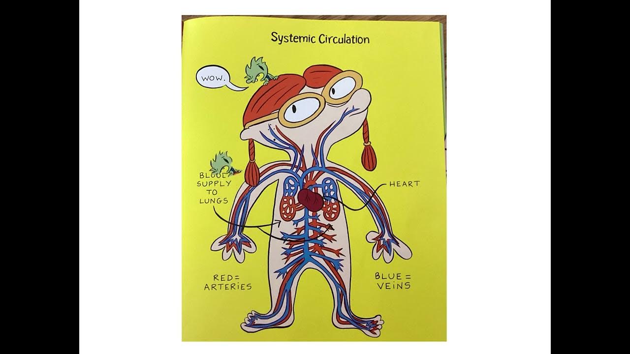 The Circulatory Story pages 26 30 - YouTube