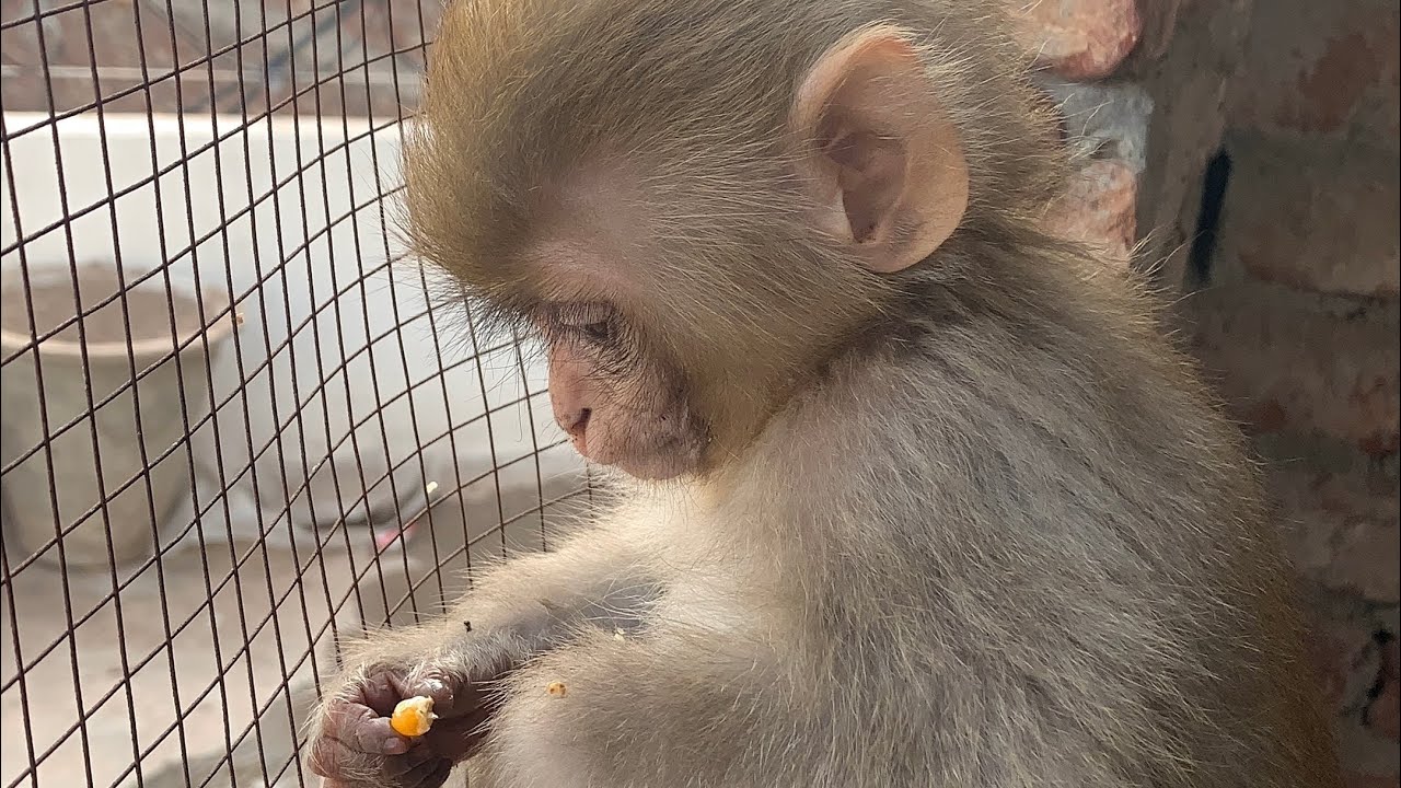 COCO MONKEY ENJOY THE SUN LIGHT - YouTube
