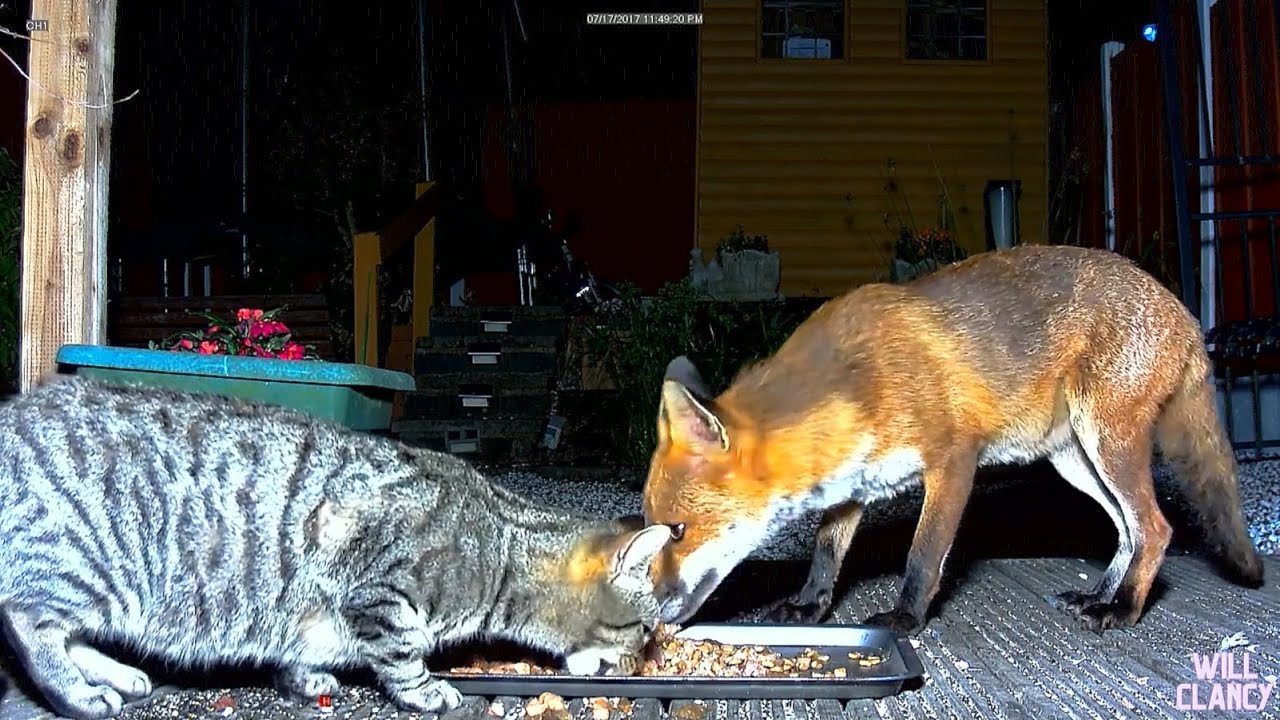 Fox and cat dining peacefully - YouTube