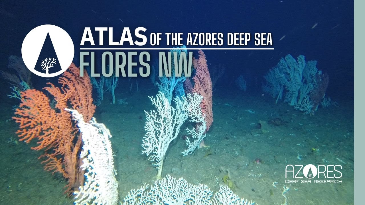 Flores NW island slope | ATLAS of the Azores deep sea - YouTube