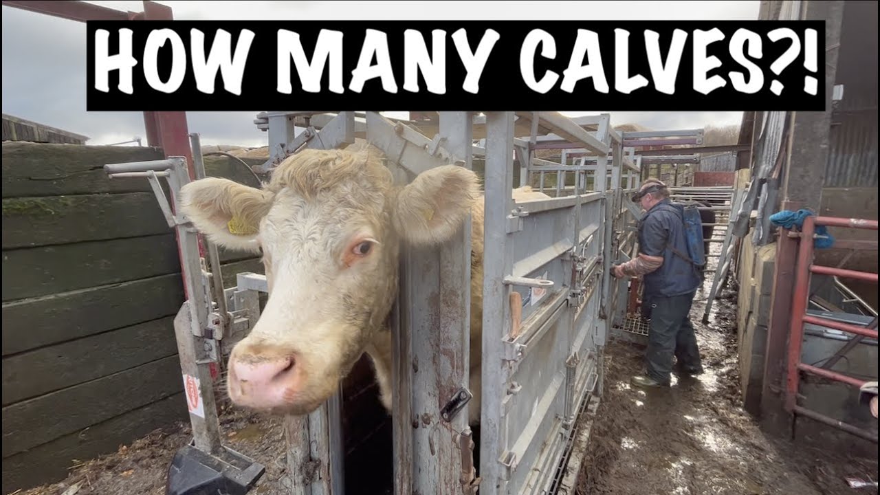 SCANNING COWS! FINGERS CROSSED FOR LOTS OF CALVES!! - YouTube