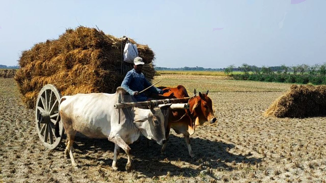 Village Parmer // How to take paddy from his field by bullock cart ...