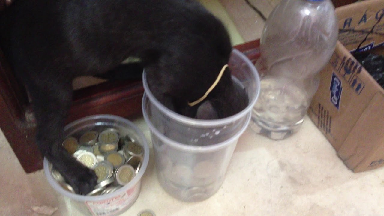 Gato es captado robando dinero! - YouTube