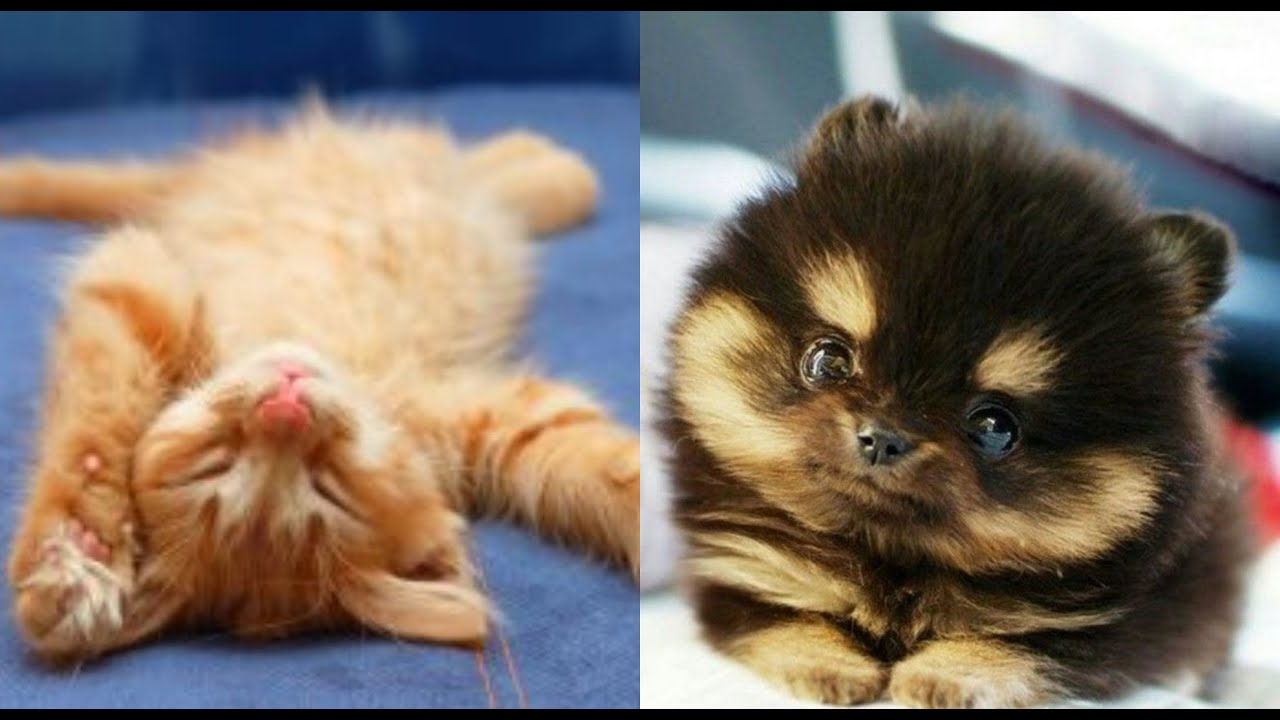 Cutest Animals of 2020│Cutest animals compilation #3 - YouTube