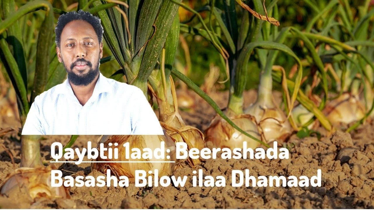 Beerashada Basasha Bilow ilaa Dhamaad: Qaybtii 1aad - YouTube