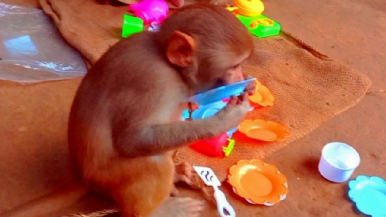 MONKEY AMAZING FUNNY VIDEO - MONKEY PLAYS WITH TOYS AND IS AMAZING ...