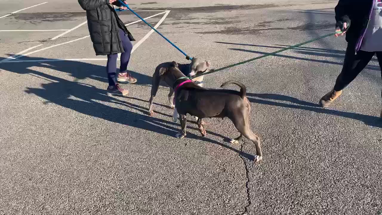 Kodi dog meet 2 ACCT Philly - YouTube