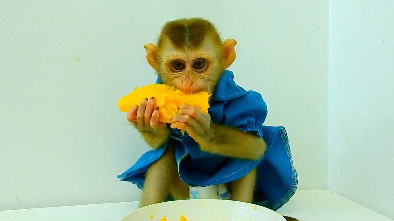 How precious of smart Julie save to eat totally mango meat. - YouTube