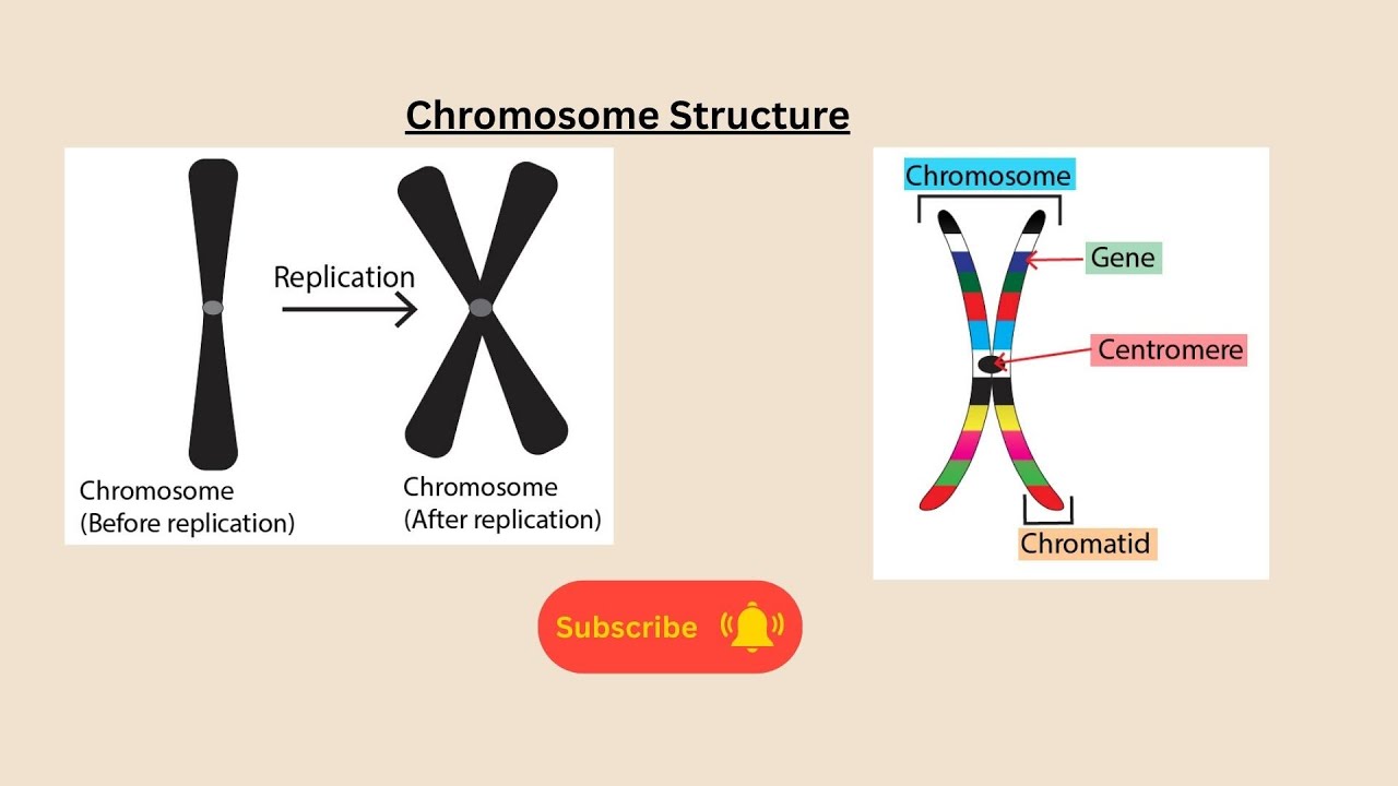 Chromosome Structure for AQA GCSE Biology and Combined Science - YouTube