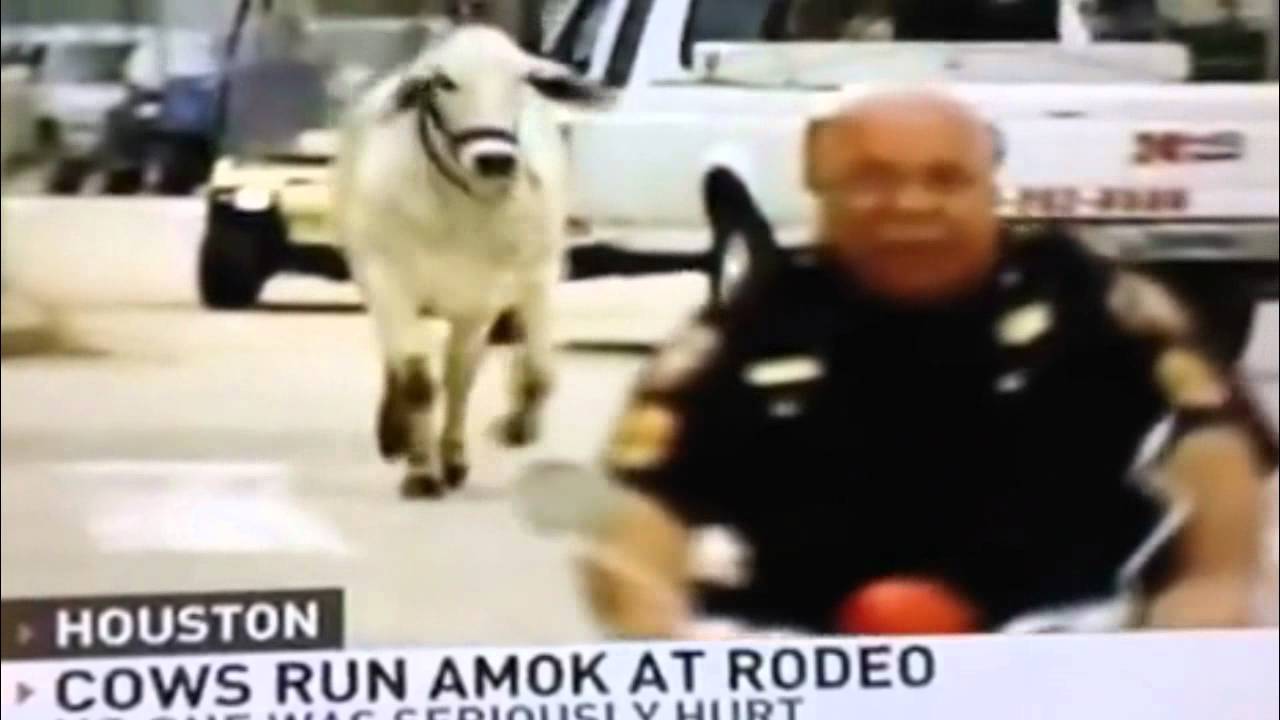 Cows chase people through town - YouTube