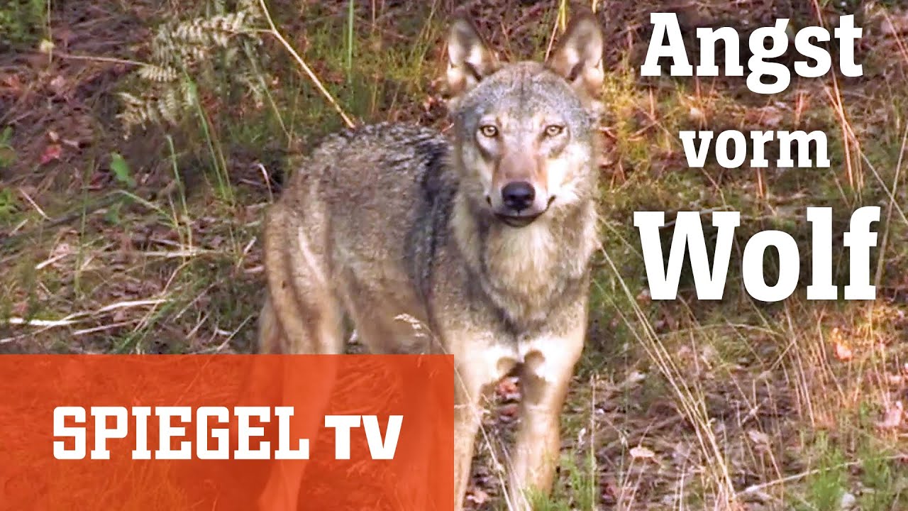 Zum Abschuss freigegeben: Die Angst vor dem Wolf | SPIEGEL TV - YouTube