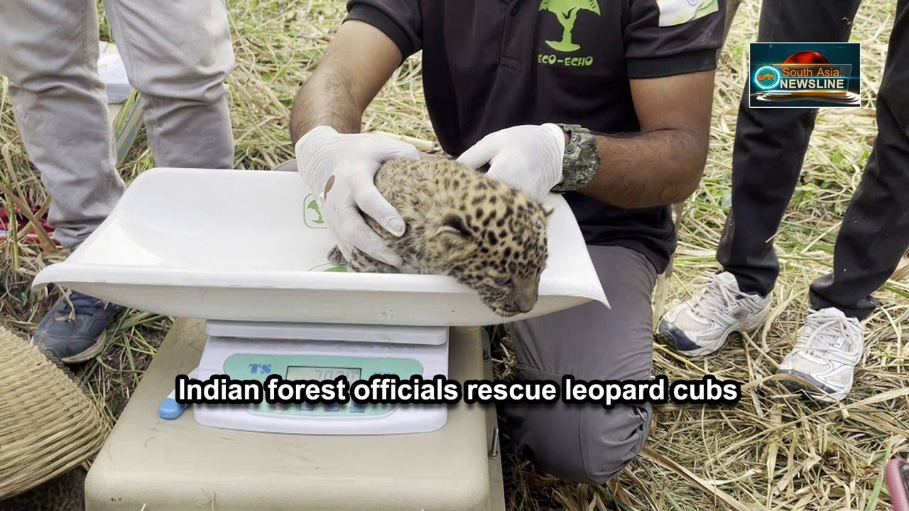 Indian forest officials rescue leopard cubs - YouTube