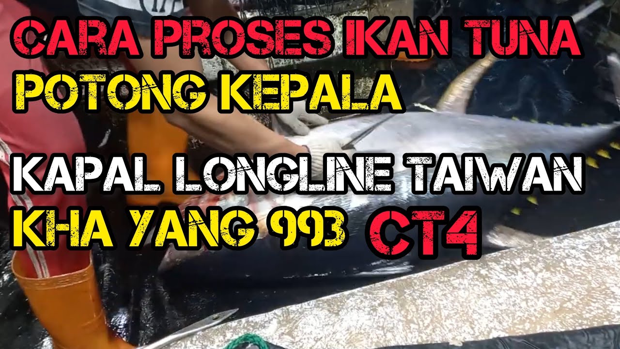 CARA PROSES IKAN TUNA (ZINGA) POTONG KEPALA KAPAL LONGLINE TAIWAN - YouTube