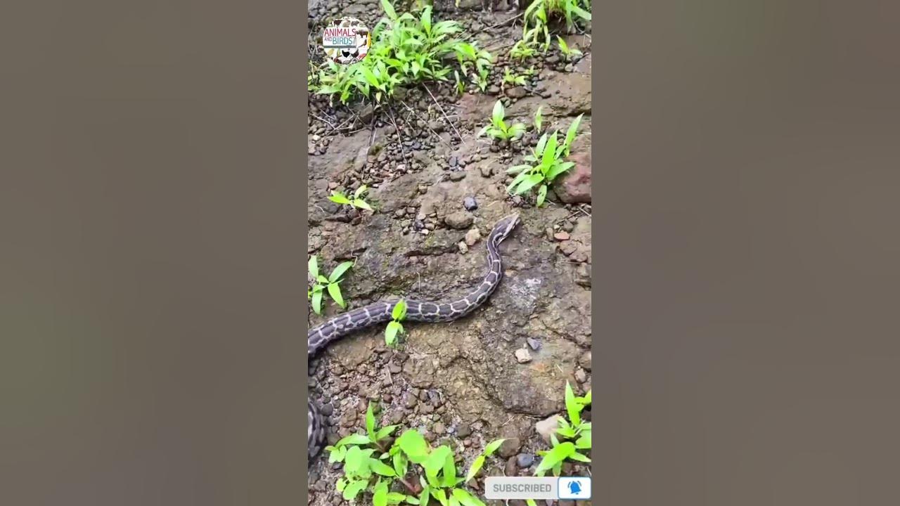 മലമ്പാമ്പ് അഥവാ പെരുമ്പാമ്പ് ️#Python Snake - YouTube