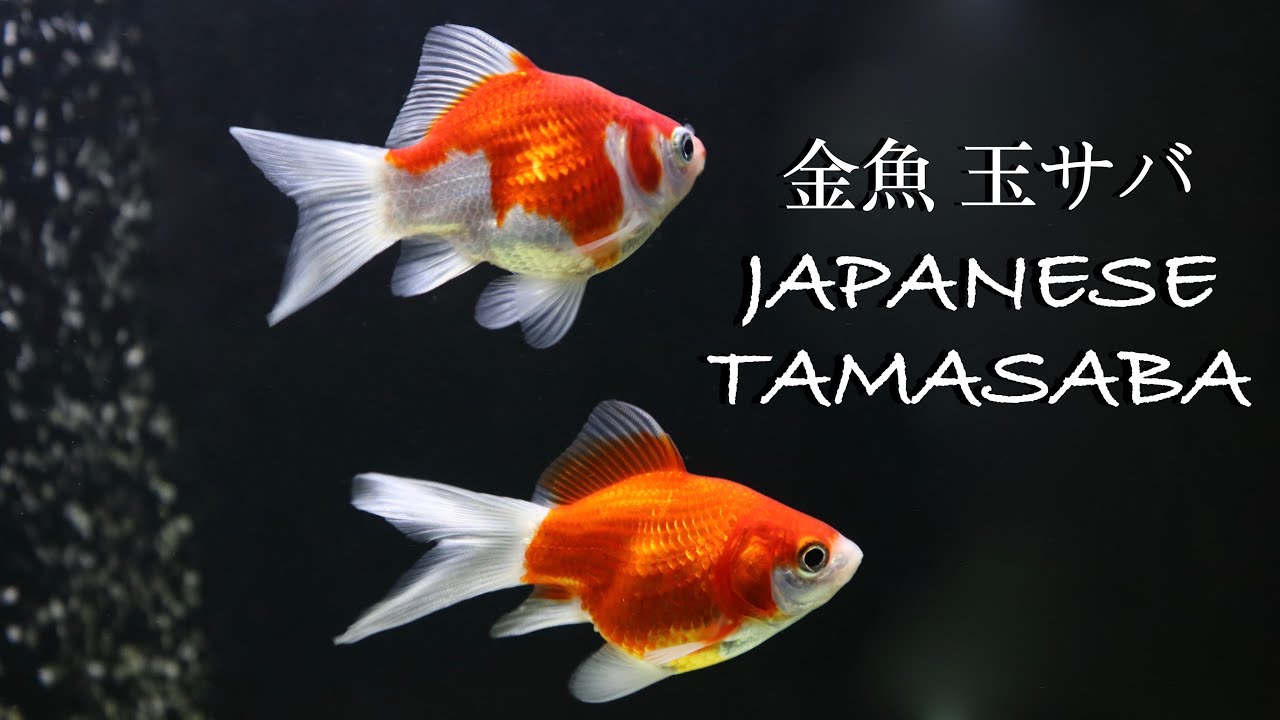 My Tamasaba Goldfish Imported From Japan 金魚 玉サバ Marushin Koi Farm ...