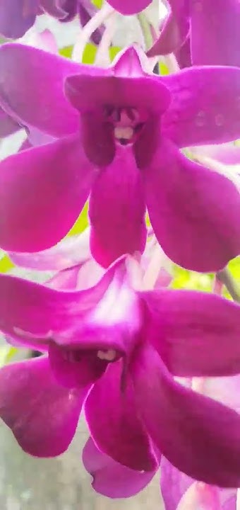 Orchid Flowersඕකිඩ් මල් Orchid Orchids Orchidworld Youtube
