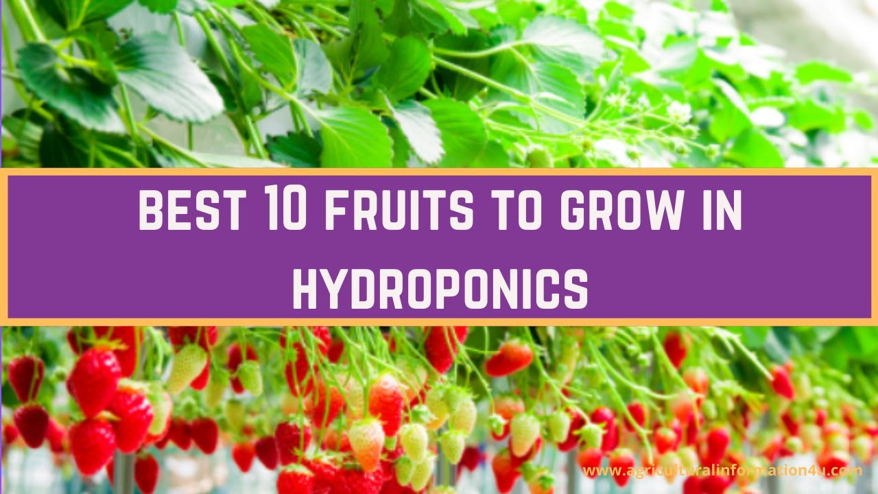 Best 10 Fruits to Grow in Hydroponics | Hydroponic Fruits | Agriculture ...