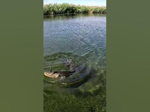 ХИЩНИК МОНСТР . Азиатский ЗМЕЕГОЛОВ. - YouTube