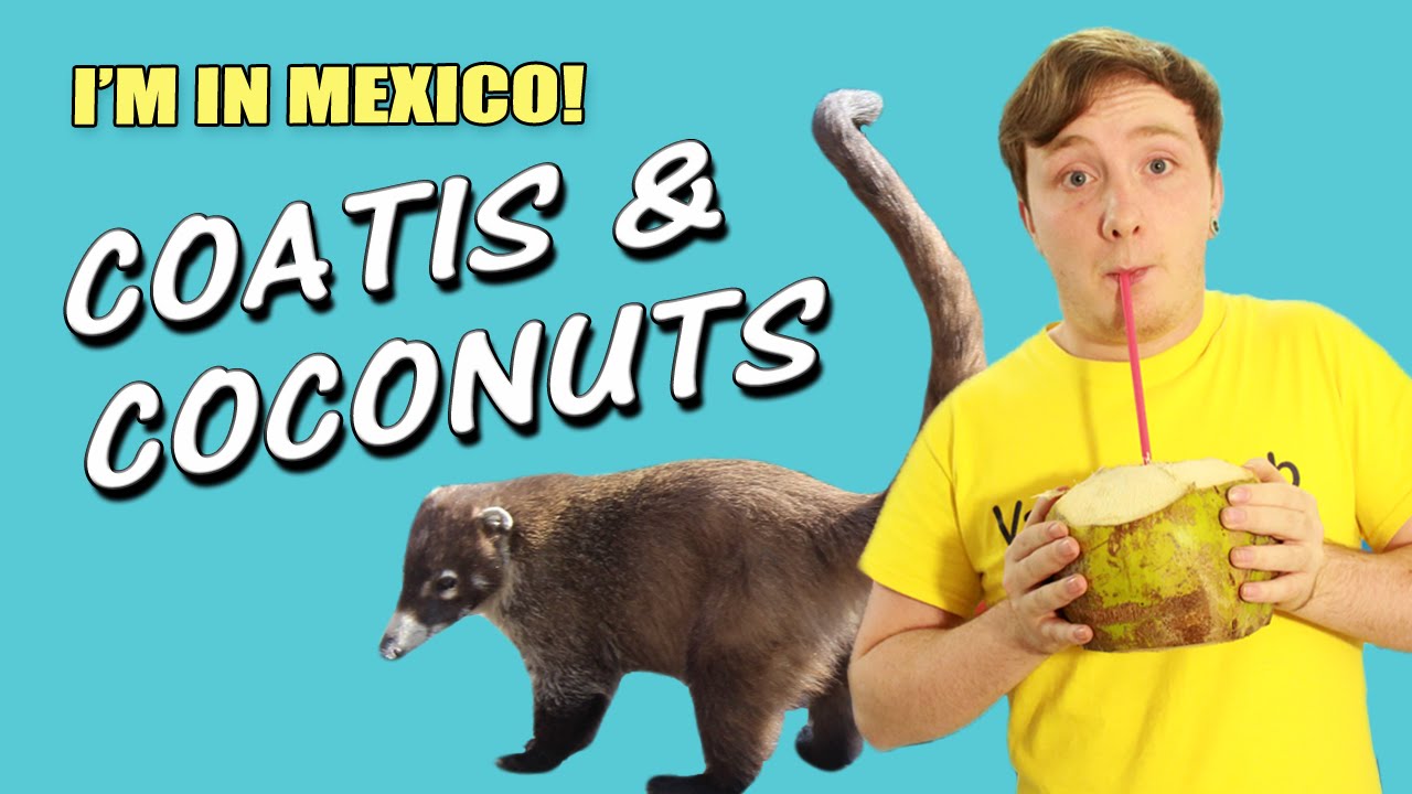 Coatis in Morelos + Cocos | Life in Mexico - YouTube