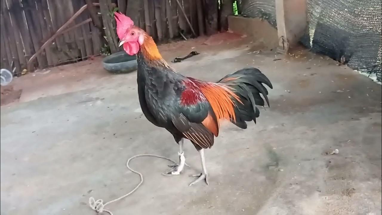 25 (9) qaib dib tuaj zoo kawg nawb 2024 - YouTube