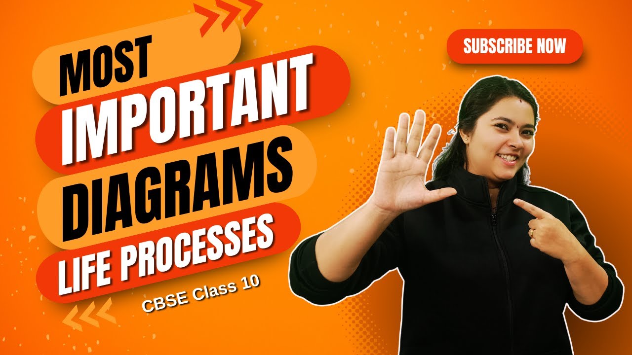 CBSE Class 10 -Most Important Diagrams of 'Life Processes' | Science ...