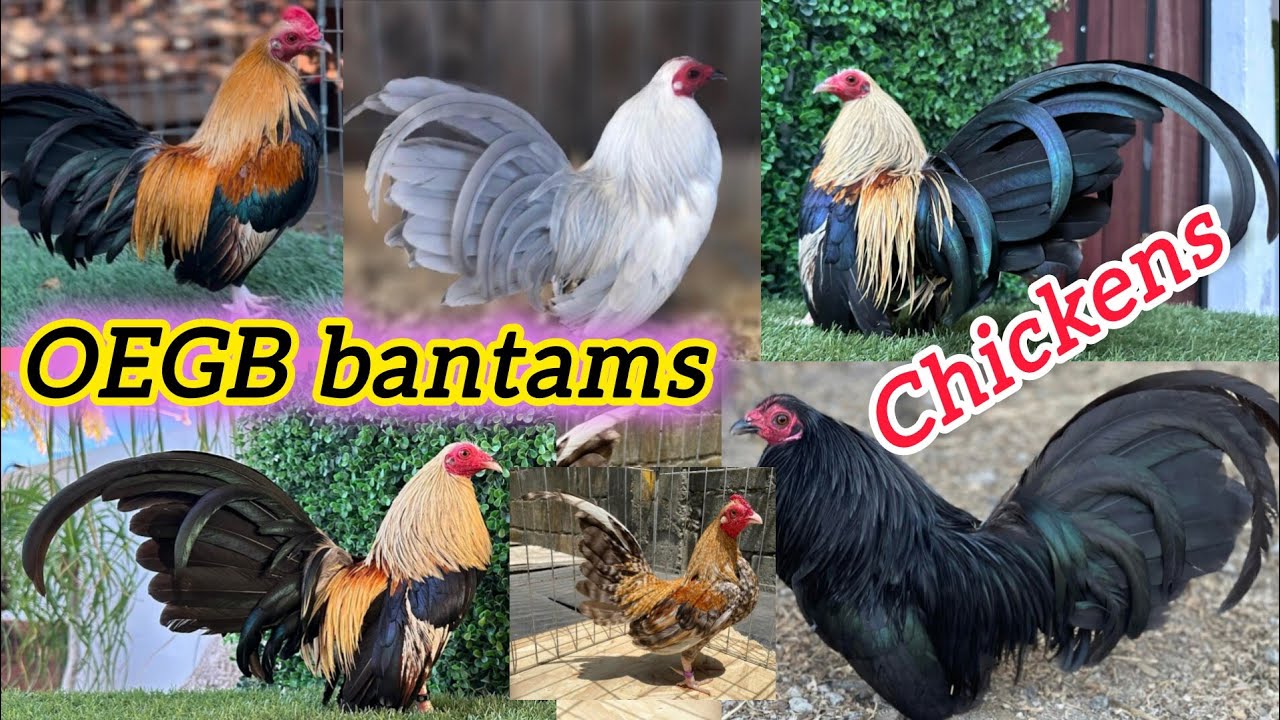 OEGB bantams || Old English game bantam chickens 🐔 - YouTube