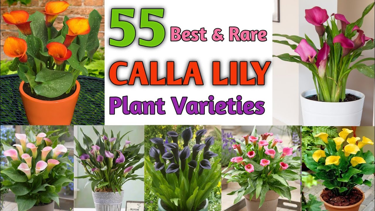 55 Calla Lily Varieties | Calla Lily Flower Plants for home and garden ...