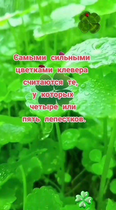 Клевер - самый сильный цветок с 4 и 5 лепестками, притягивающий ...