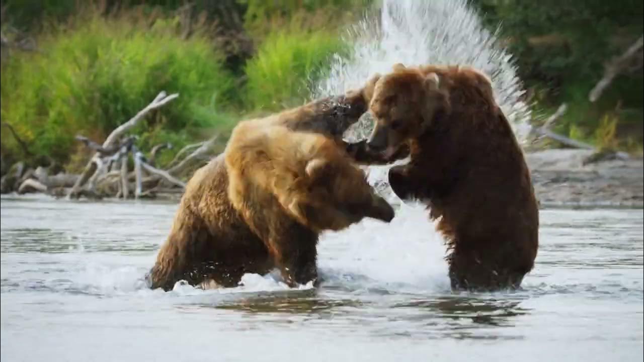 "Predators" First trailer, Netflix - YouTube