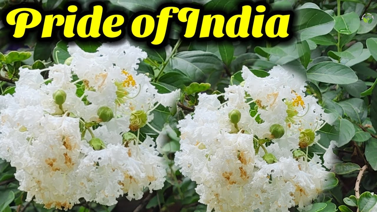 How to Care Pride of India Plants ।। सावनी की देखभाल कैसे करें - YouTube