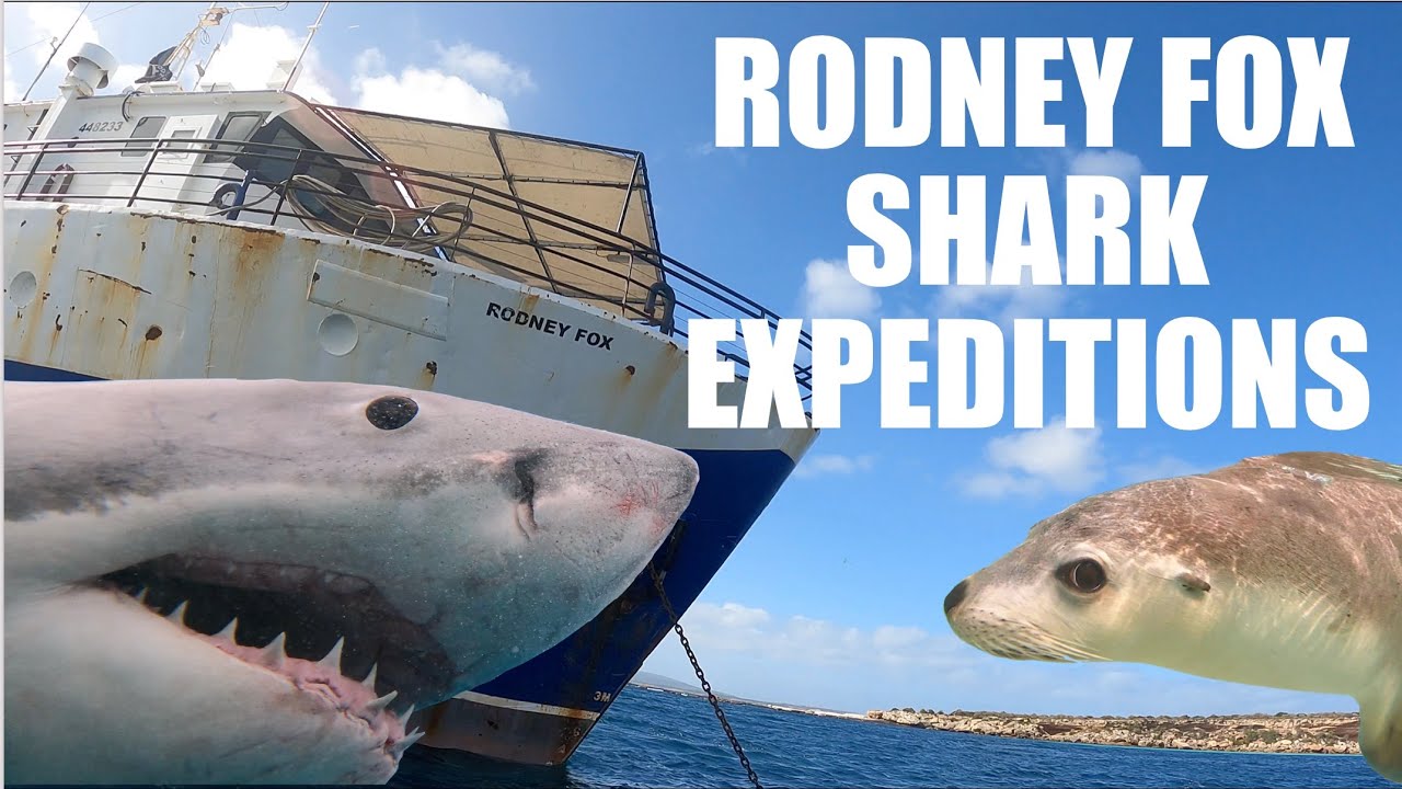Rodney Fox Shark Expeditions: Diving with Great Whites, Sea Lions, and ...