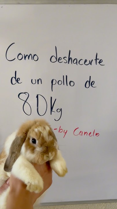 Canelo Tutoriales 2 || #canelo #conejo #tutoriales #comedia #humor #pollo #consejos #shorts ...