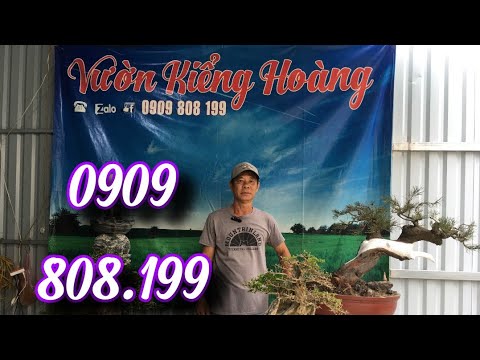 SH.7231. Bonsai đẹp giá hợp lý bao síp toàn quốc giao lưu tại Vườn ...