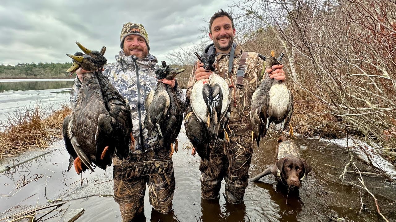 Is Massachusetts an Under Rated Duck Hunting State? Three Man Limit ...