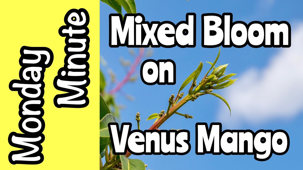 Monday Minute- Mixed Mango Bloom on 'Venus' Mango - YouTube