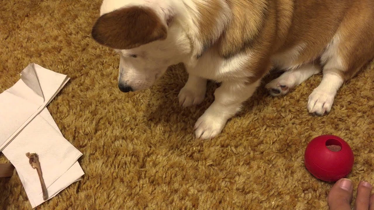 Corgi 5 months old puppy - YouTube