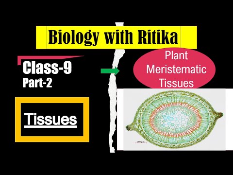 Class-9 |Tissues | Plant Meristematic Tissues| NCERT| Biology with ...