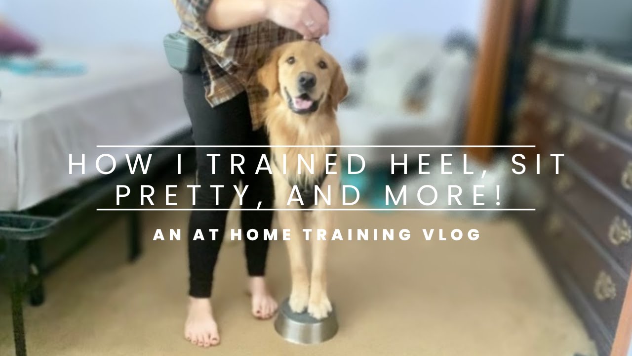 How I trained my service dog to heel, sit pretty, and more! | An at ...