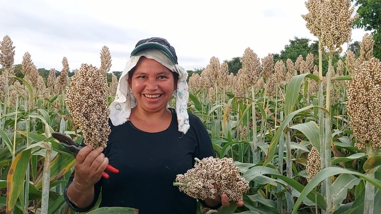 para esto vamos a utilizar la.cosecha nos vamos al acorte de maicillo😍 ...
