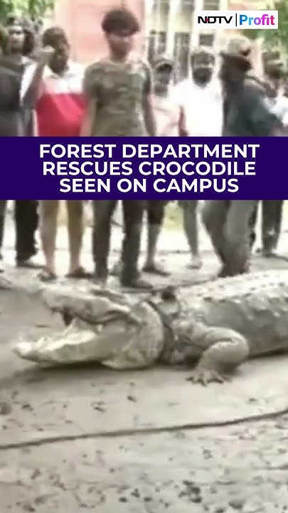 Gujarat Rains: Crocodile Rescued In MSU University Campus By Forest Department #viral #shorts ...
