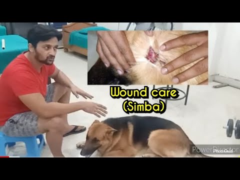 Wound care of gsd //Injured Gsd care //Simba injured by street dog ...
