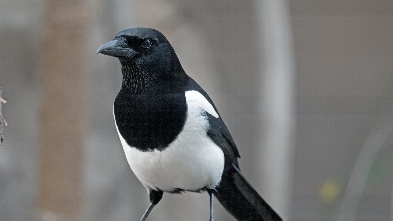 10 Pros and Cons of Having a Magpie as a Pet🐦🐦🐦 - YouTube
