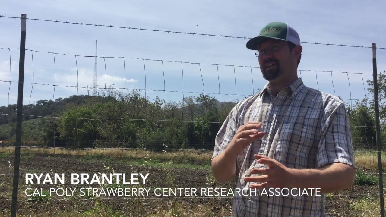 JOUR 205 Cal Poly Ag Report: Kylan Morris - YouTube