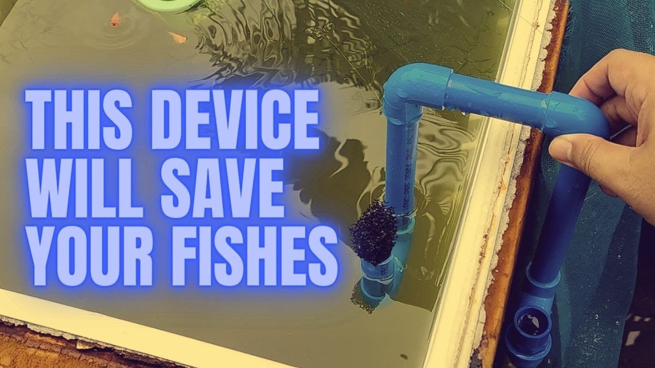DIY OVER SIPHON FOR OUR BALLOON MOLLY FISH TUB +BAGYONG EGAY AND FALCO ...