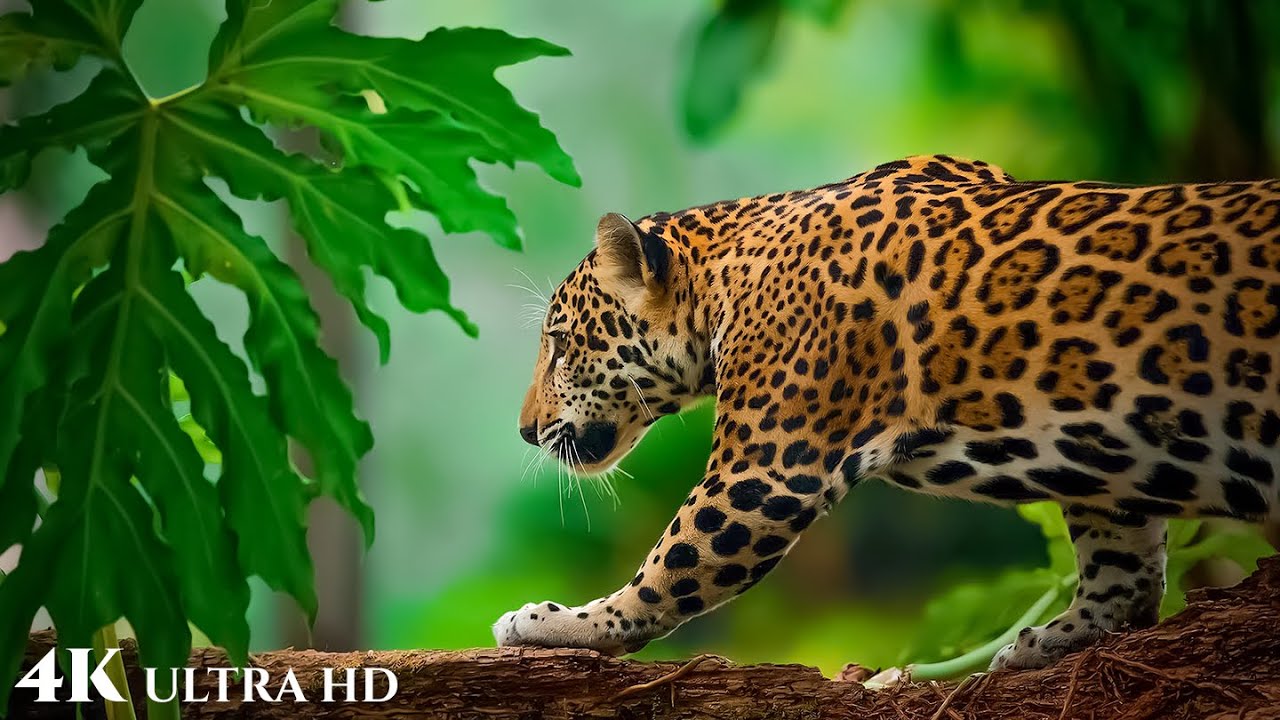 Breathtaking Wildlife . Nature Relaxation Film with Peaceful Music ...