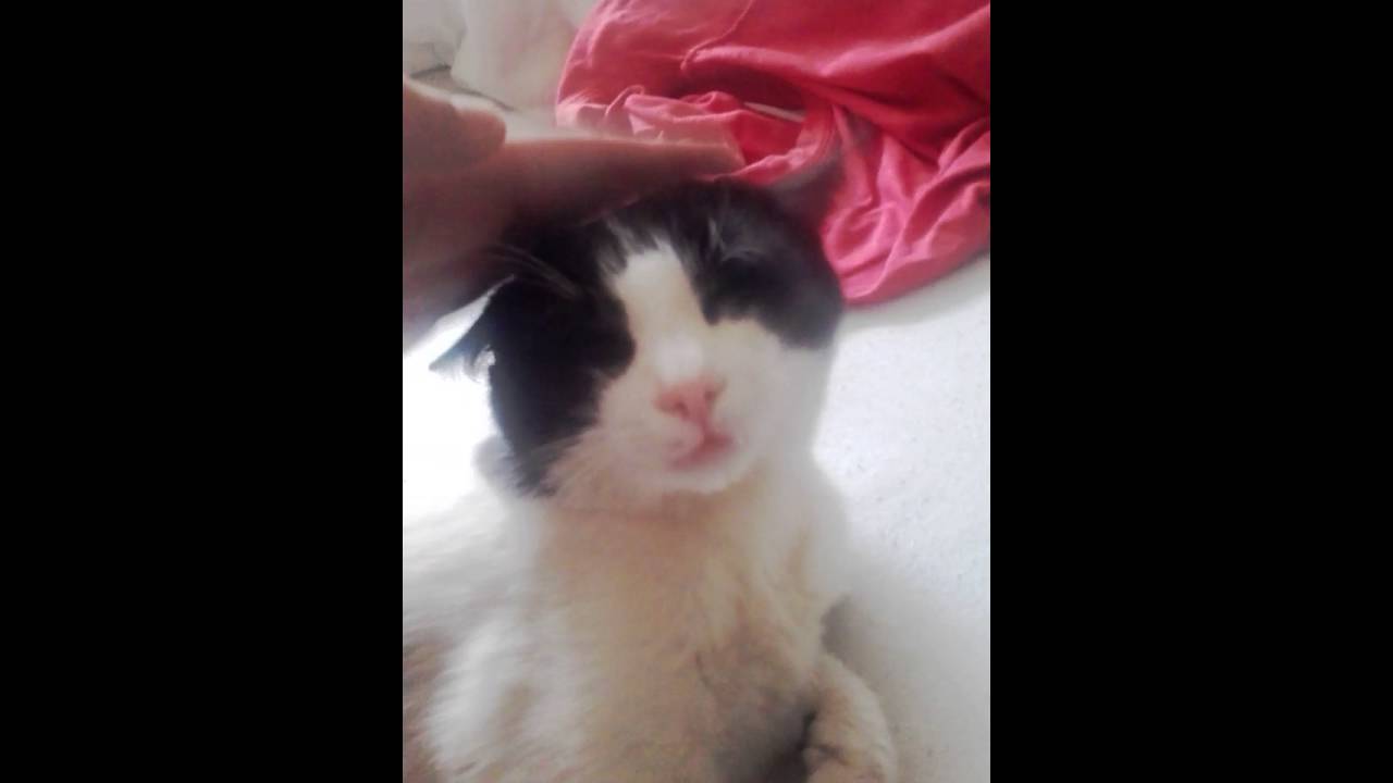 Cat enjoys head patting - YouTube