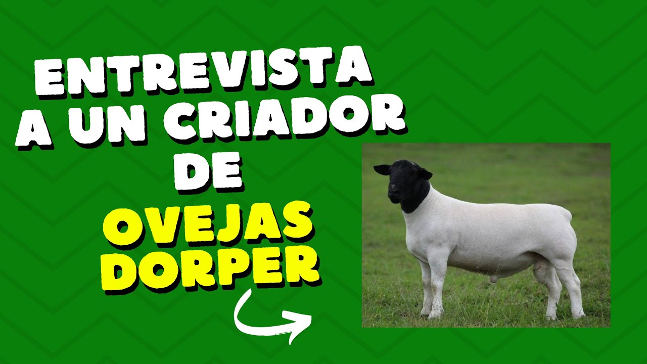 GRAN CRIADOR DE OVEJAS DORPER - OVINOS JC - YouTube