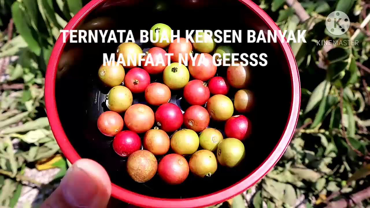 Manfaat buah Kersen atau ceri untuk kesehatan ||The benefits of Cherry ...