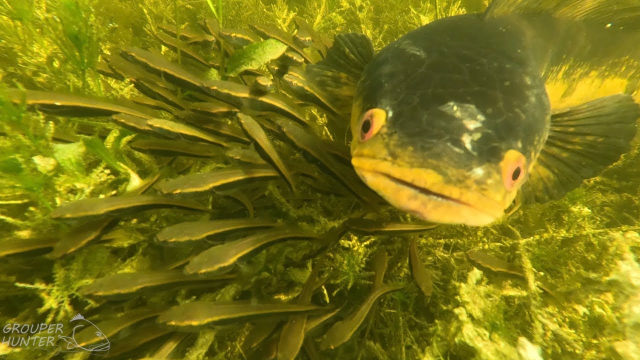 Underwater Video of Spawning Bullseye Snakeheads in South Florida - YouTube